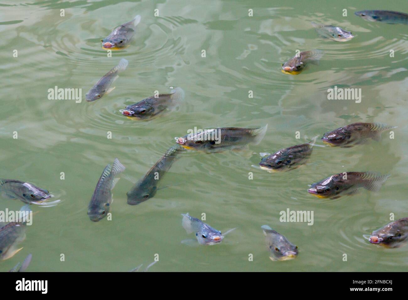 Tilapia Fish in farm Stock Photo - Alamy