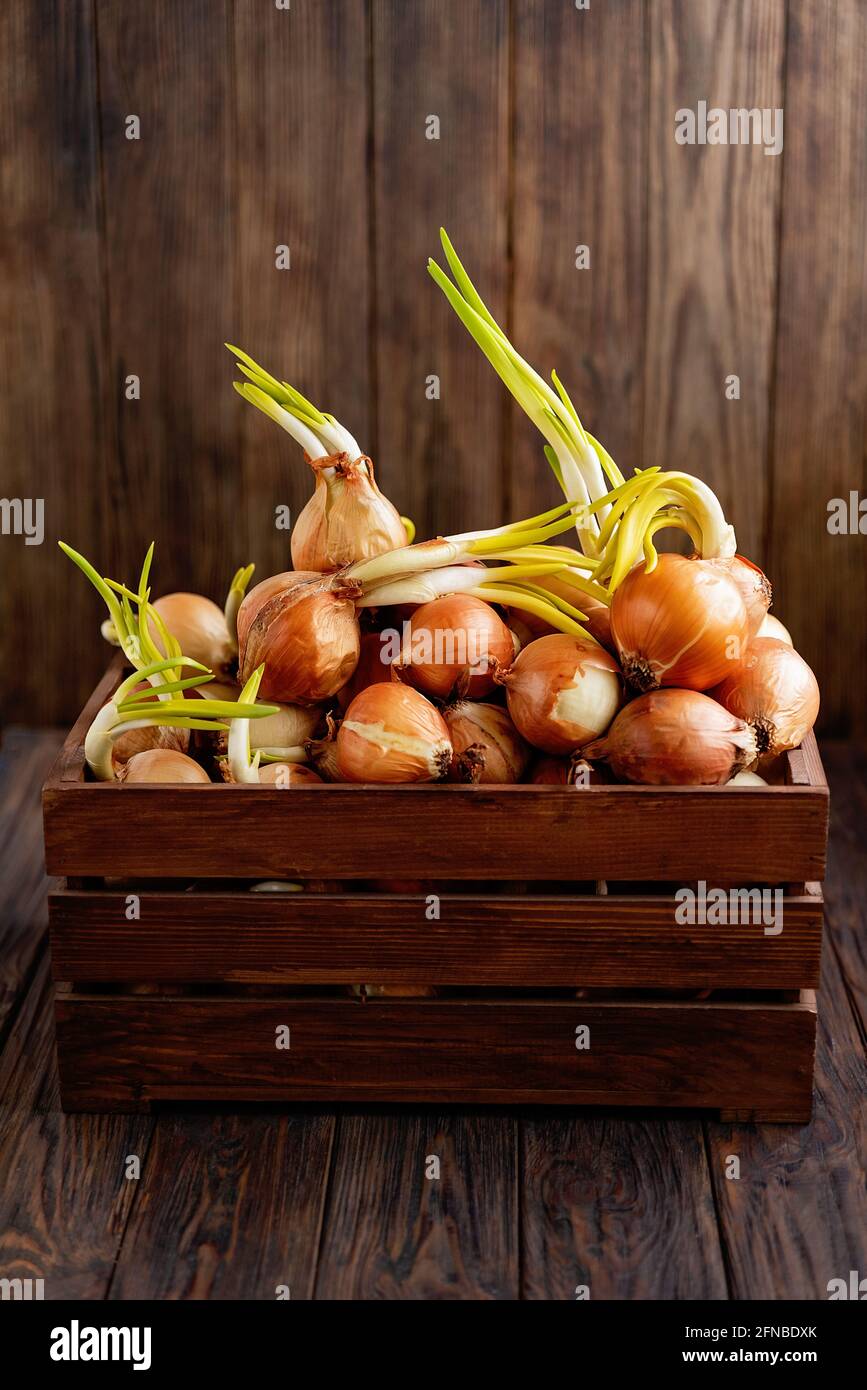 Closeup on spring onion roots hi-res stock photography and images - Alamy