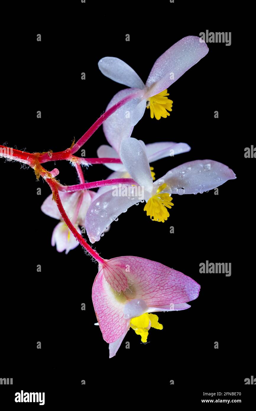 Blooming Ice Begonia in Garden Stock Photo - Alamy