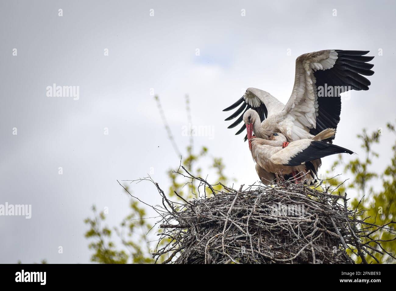 Stork dance hi-res stock photography and images - Alamy