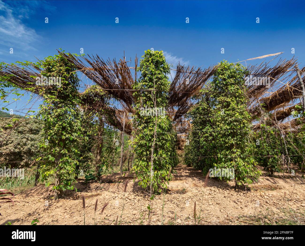 peppercorn trees growing in organic natural pepper farm kampot cambodia ...