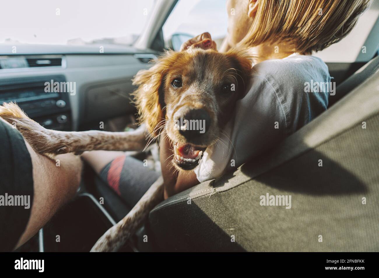 A cute white and red dog sitting in the car Stock Photo - Alamy