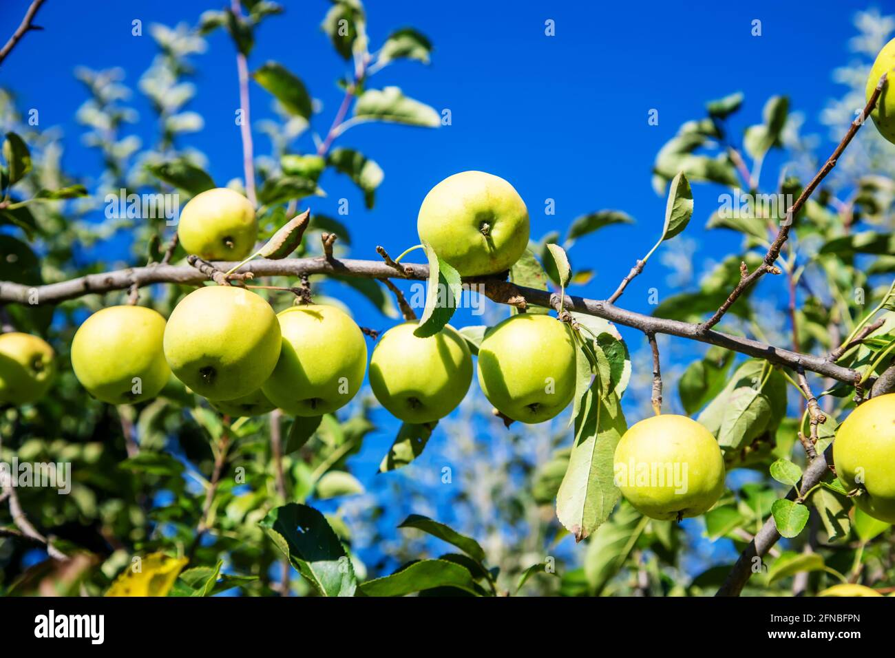Green apples on an apple-tree branch in garden.nature Stock Photo - Alamy