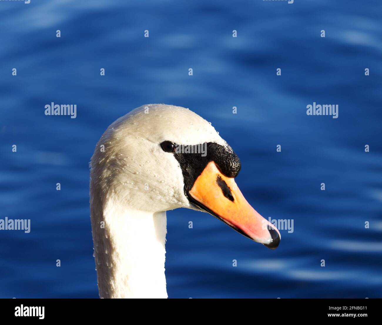 Face Of A Swan High Resolution Stock Photography and Images - Alamy