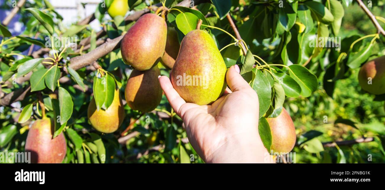 pears growing on a pear tree. pear garden selective focus.nature Stock ...