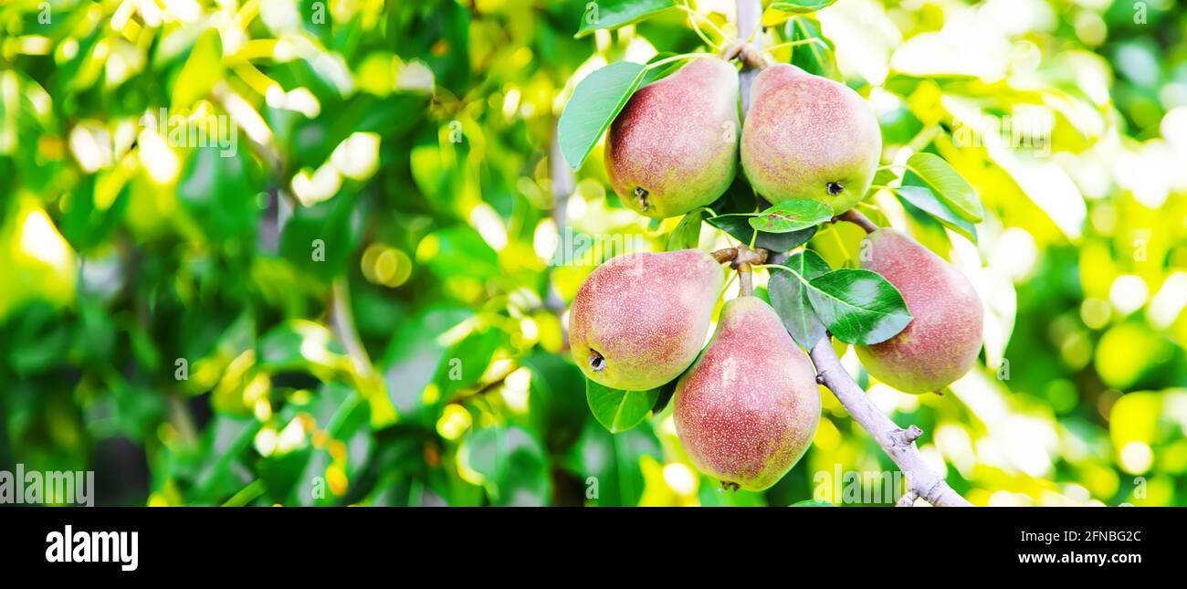 pears growing on a pear tree. pear garden selective focus.nature Stock ...