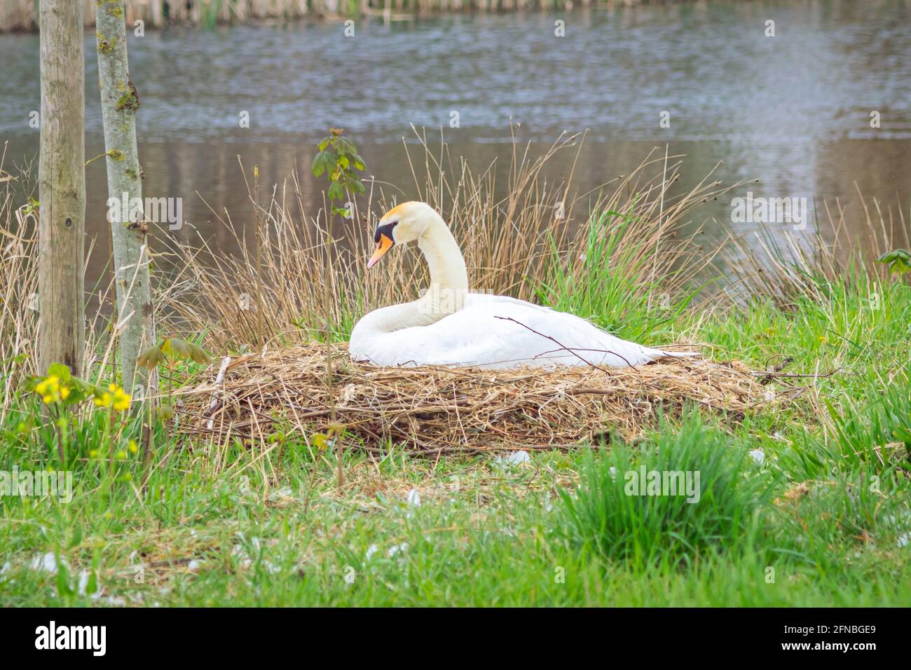 Female swan sits on her nest to hatch eggs Stock Photo - Alamy