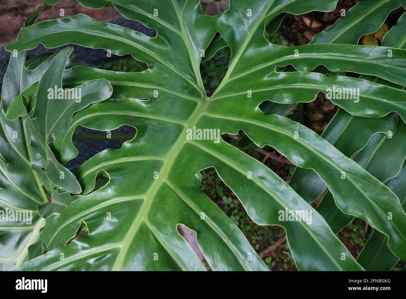 large, wavy green plant leaves photo Stock Photo - Alamy