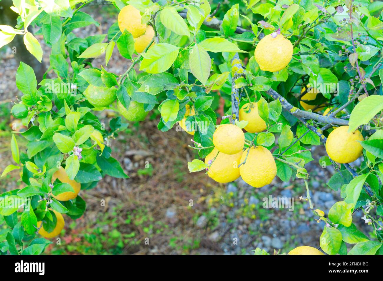 Lemon garden with fruits Stock Photo - Alamy