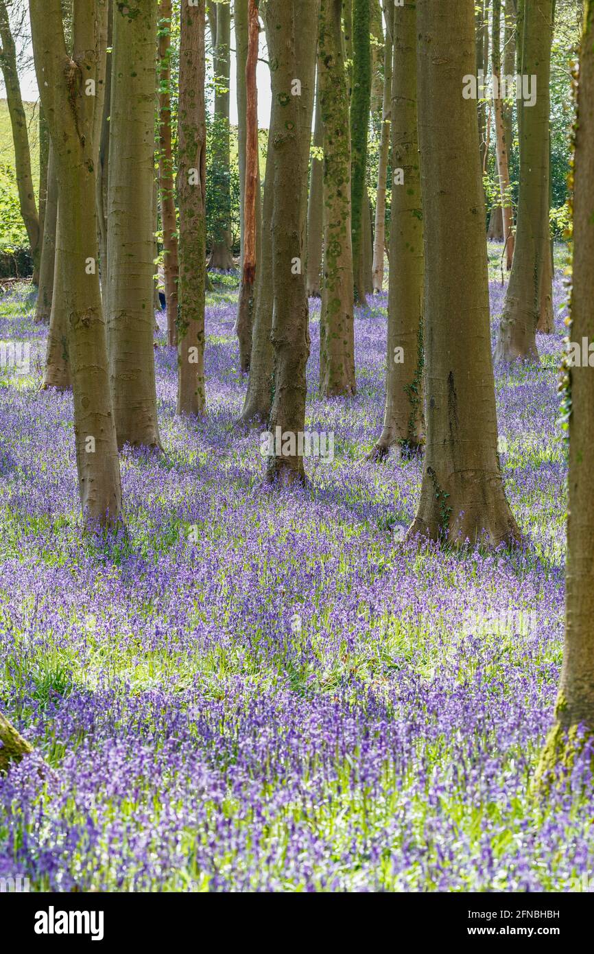 English bluebell woodland with sunshine and shade hi-res stock ...