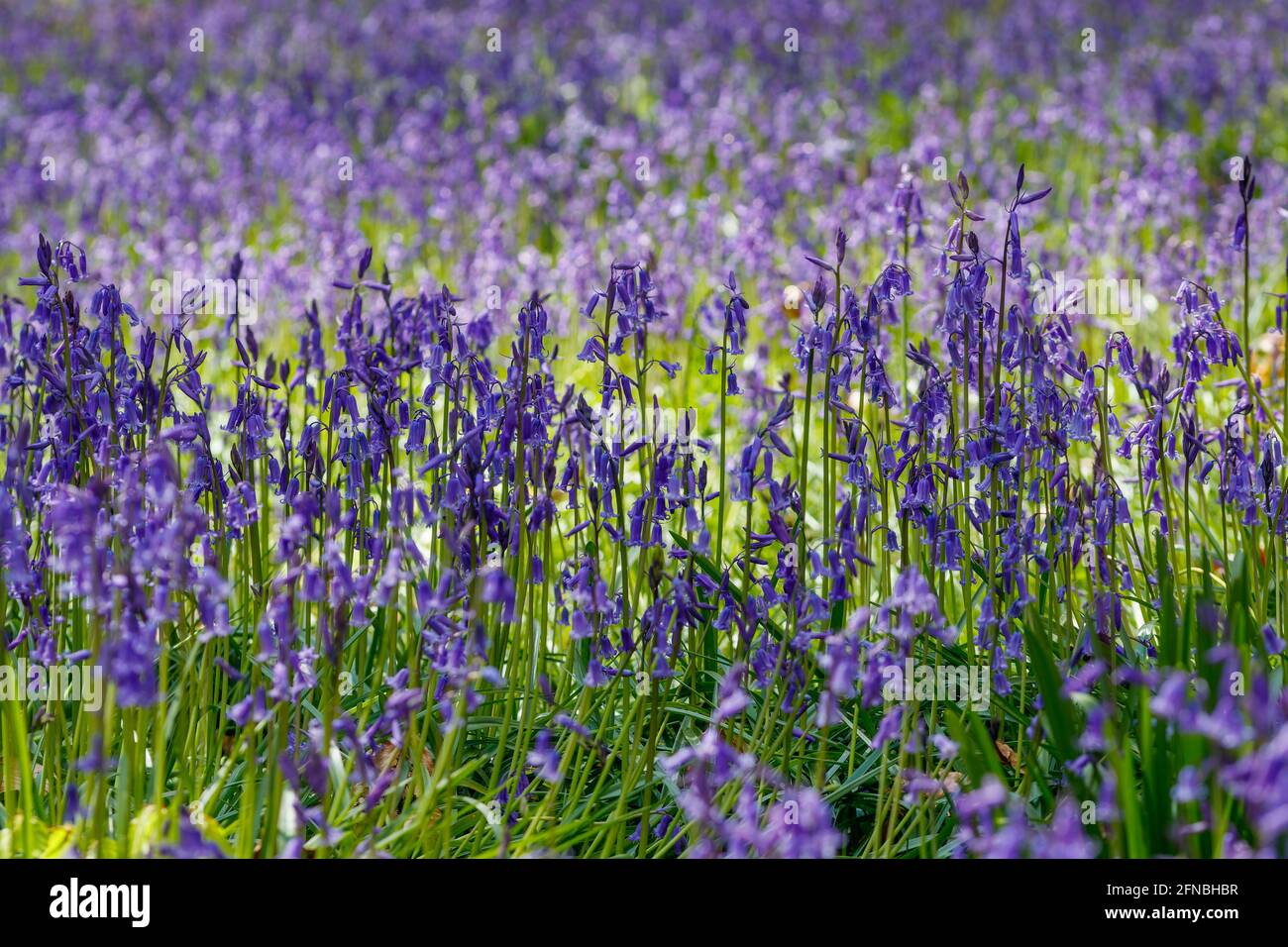 Bulbous shaped bottle hi-res stock photography and images - Alamy