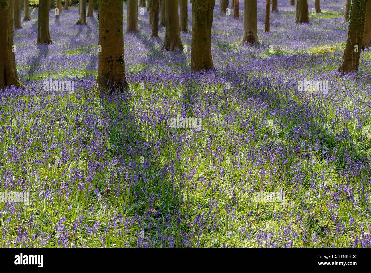 Blue green coloration hi-res stock photography and images - Alamy