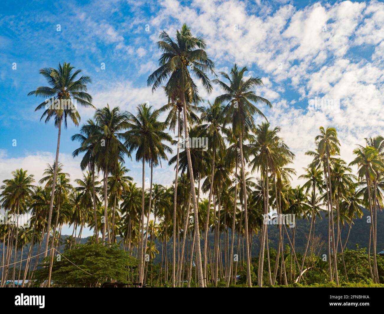 Palm trees in the rainforest of Indonesia, Kaimana, Bird's Head ...