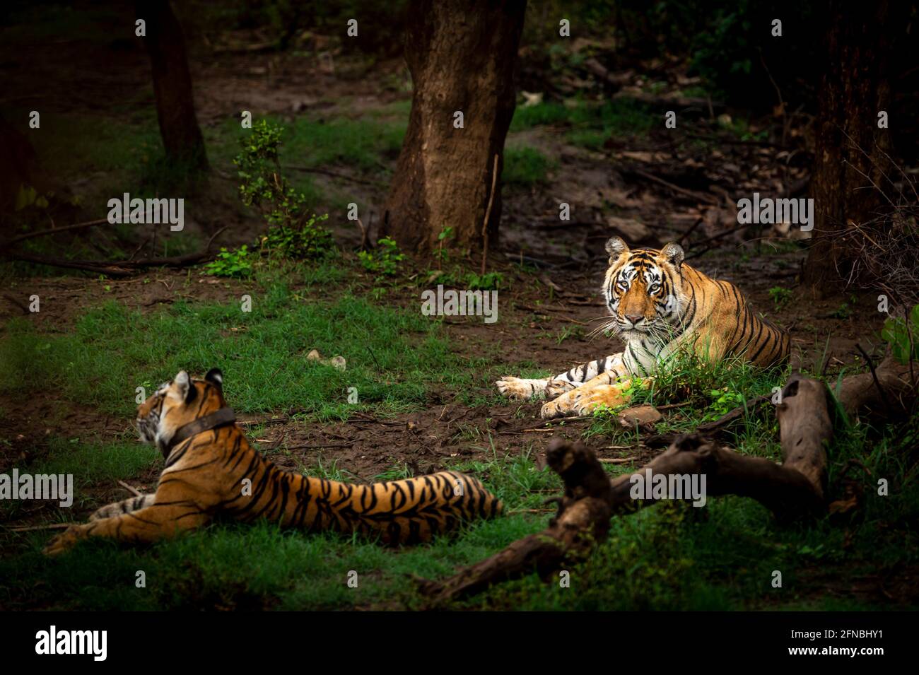 Two wild bengal tigers or mating pair at ranthambore national park ...