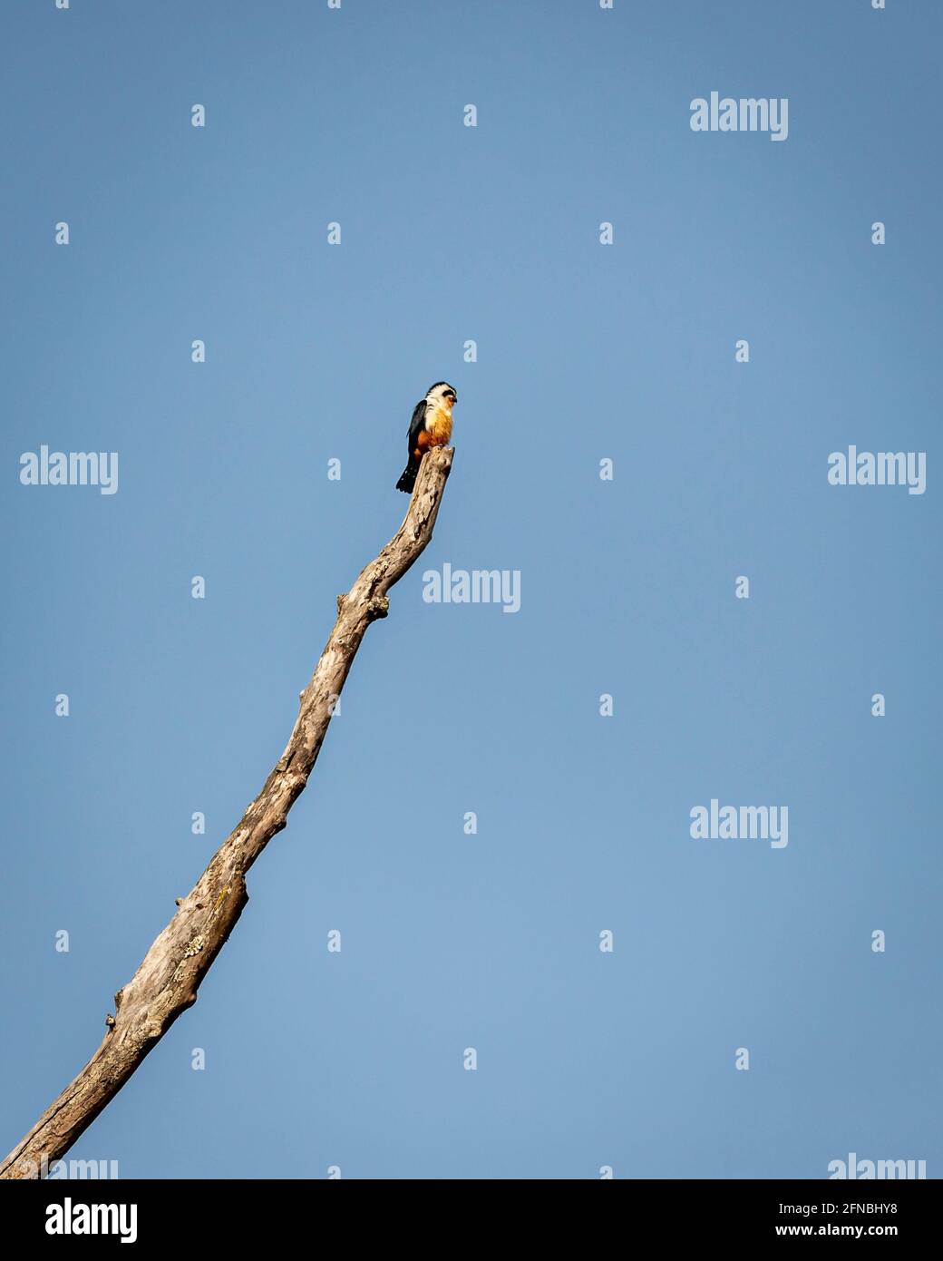 Microhierax caerulescens hi-res stock photography and images - Alamy