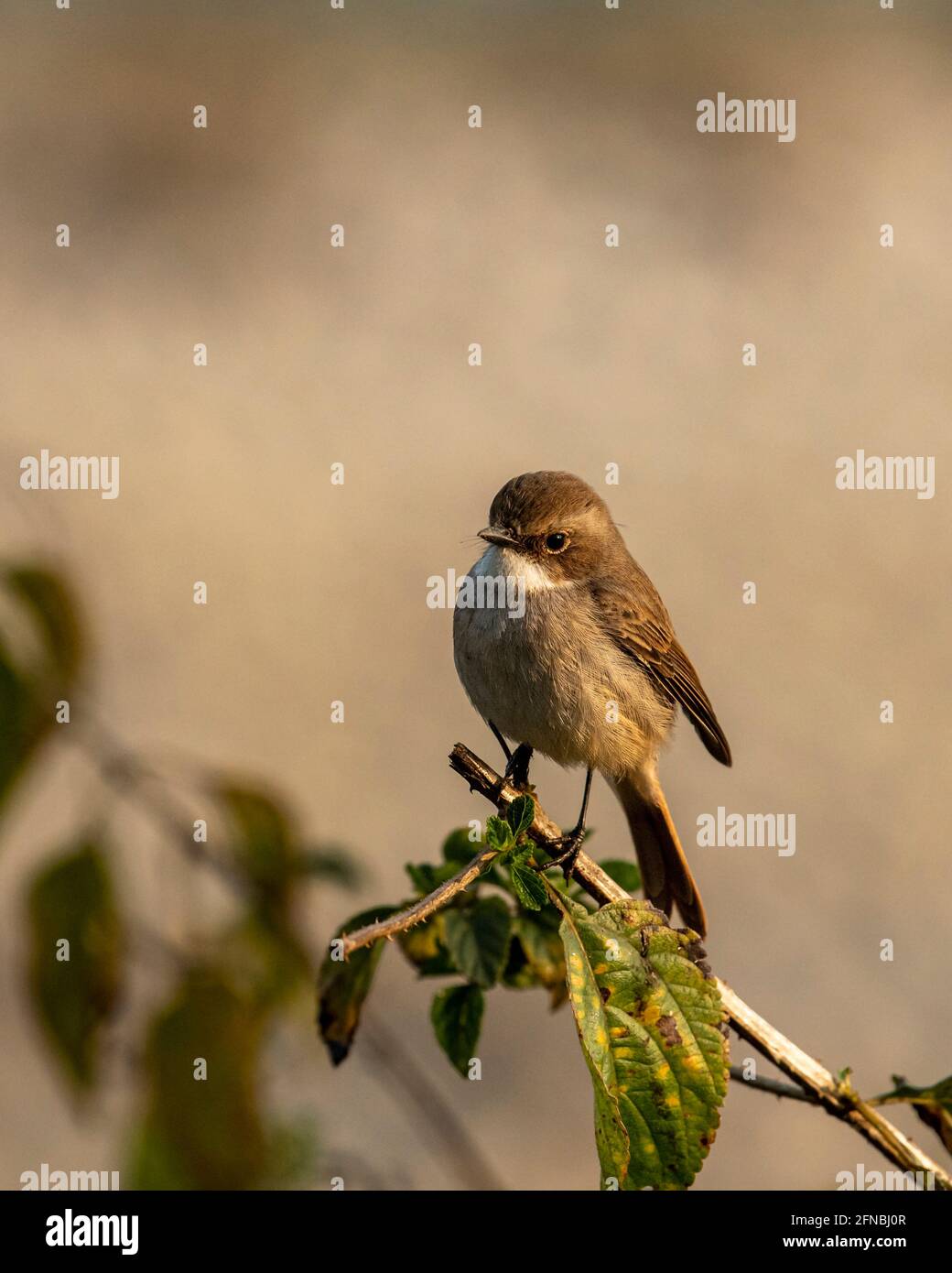 Grey bush chat or bushchat bird portrait perched on branch during ...