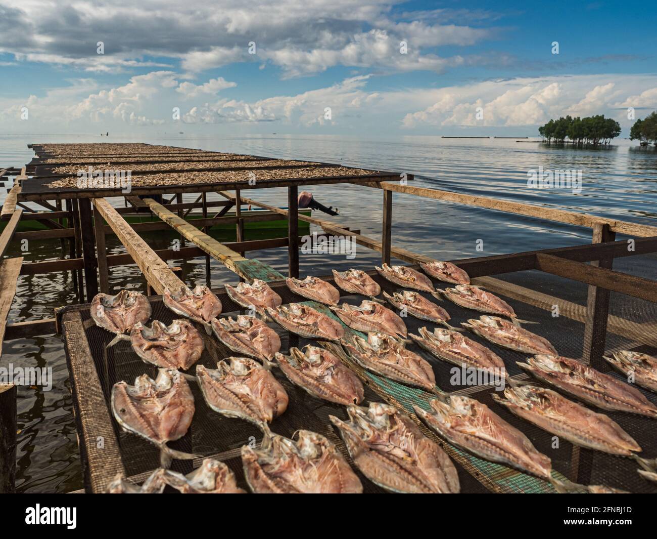 The fish dries on specially prepared nets at the Seram Sea in Kaimana ...
