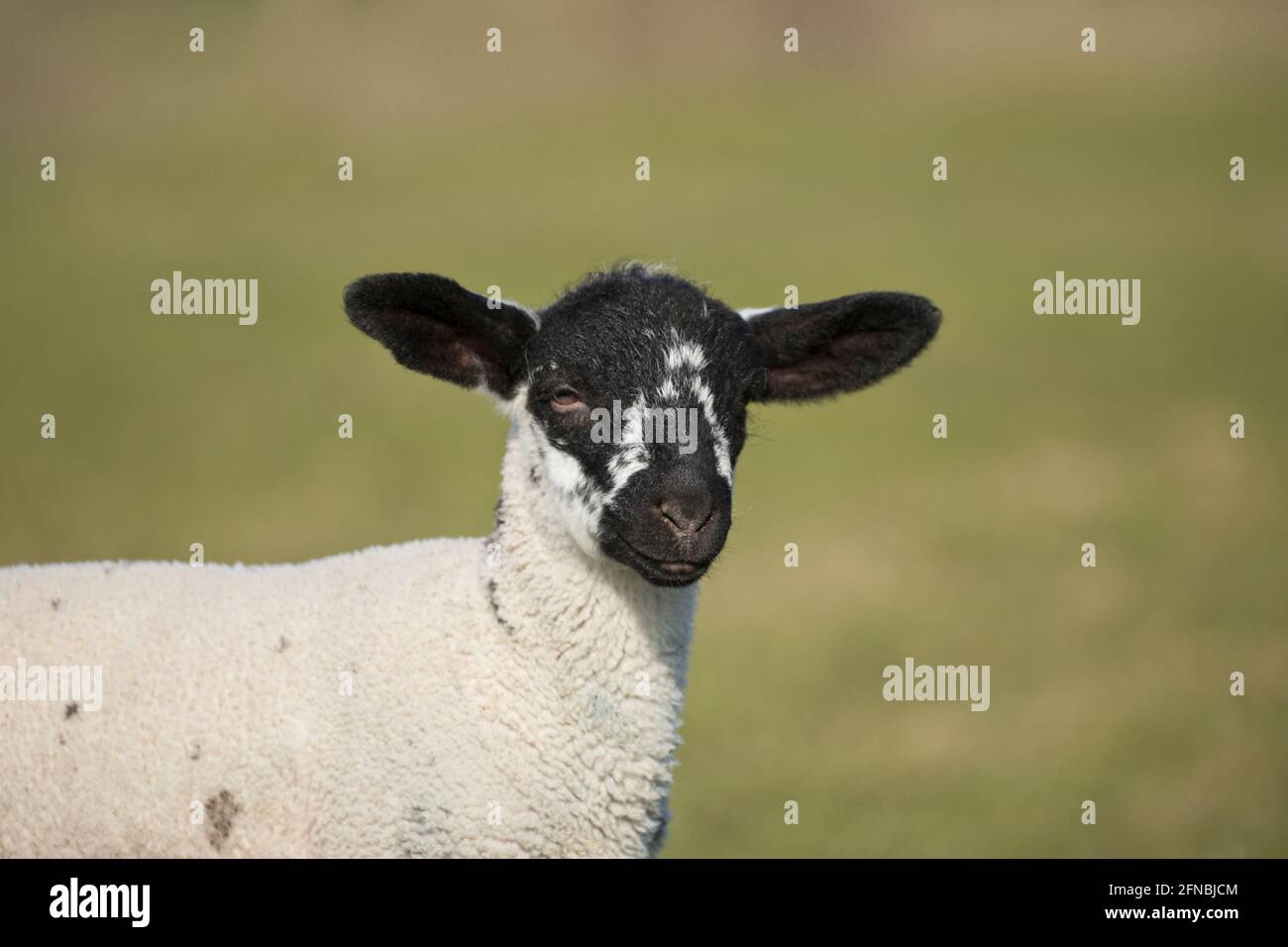 Baby lamb black face hi-res stock photography and images - Alamy