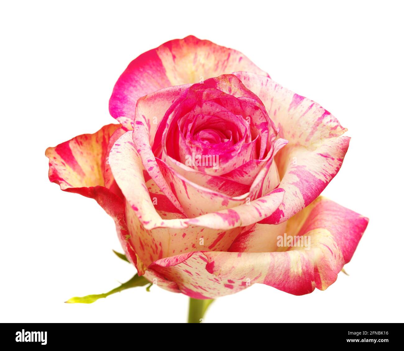 Mottled pink and cream rose flower isolated on white background Stock ...