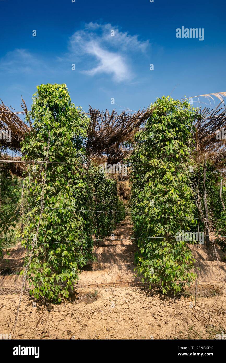 peppercorn trees growing in organic natural pepper farm kampot cambodia ...