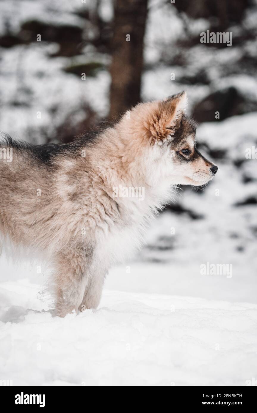 Baby Wolf Dog In Snow