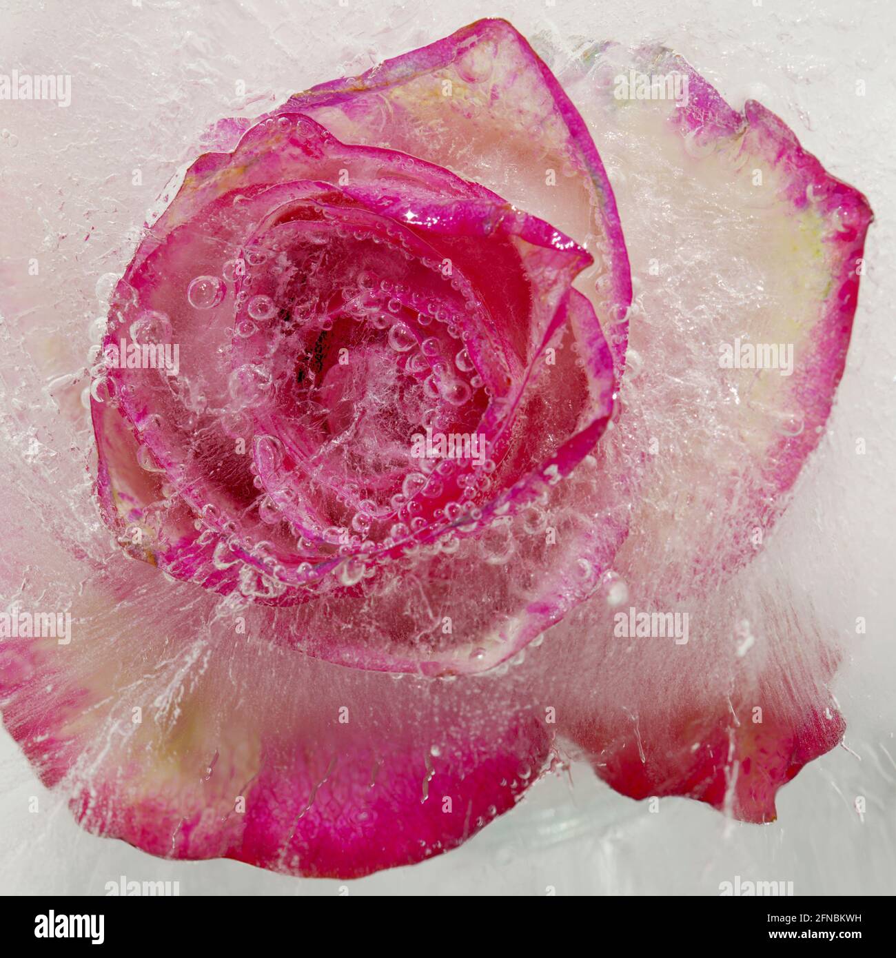Variegated rose flower frozen within a block of ice, air bubble texture ...