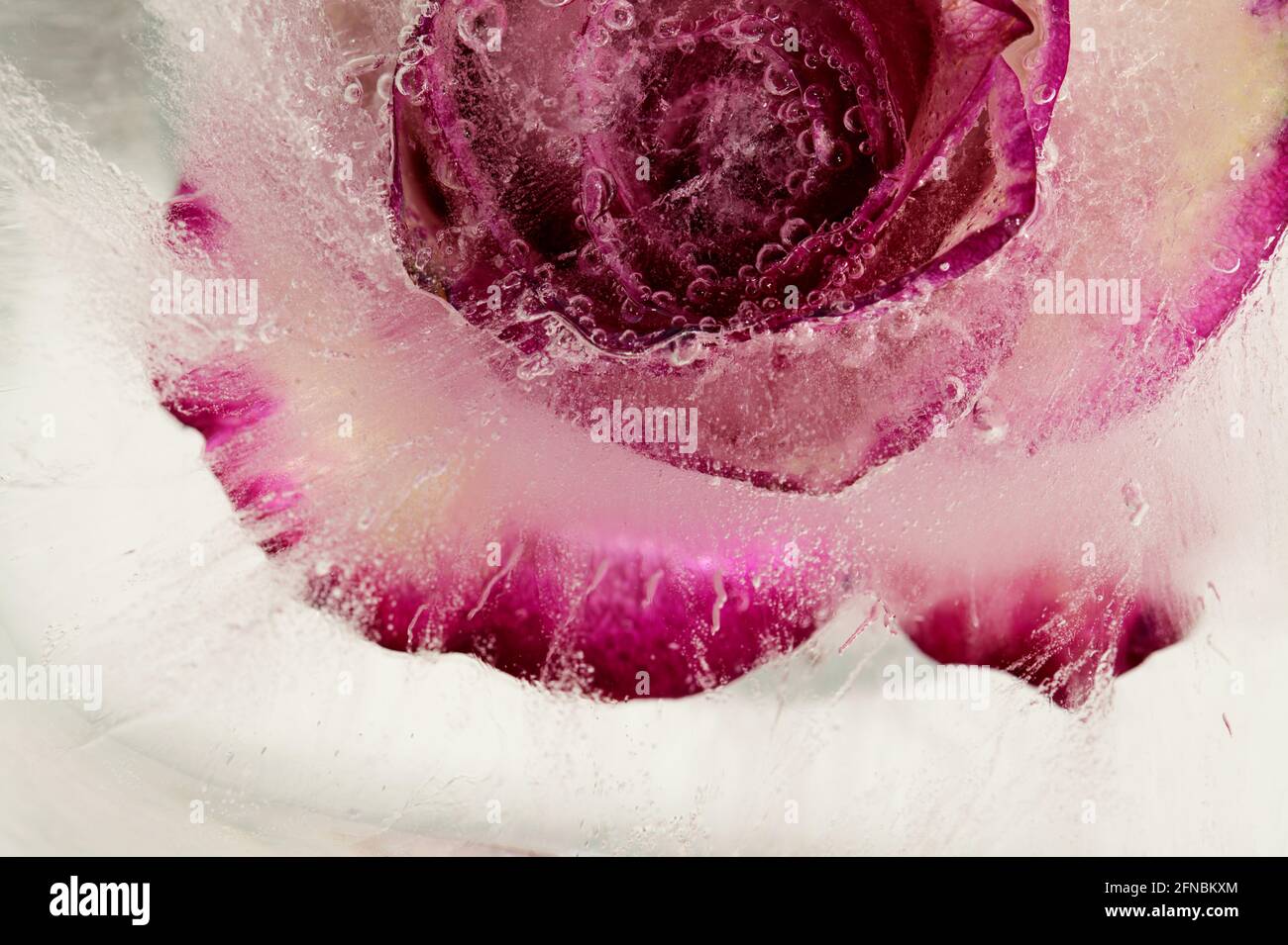 Variegated rose flower frozen within a block of ice, air bubble texture ...
