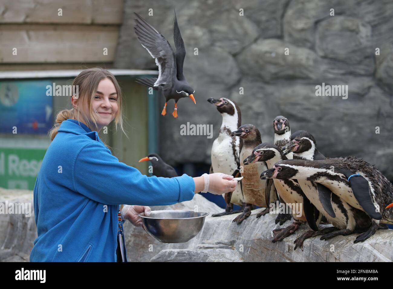Hunstanton, UK. 14th May, 2021. Aquarist Lucy Frusher feeding Humboldt ...