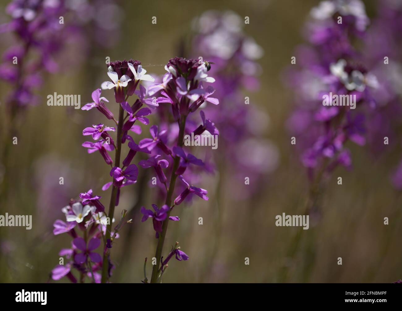 Flora of Gran Canaria - lilac flowers of crucifer plant Erysimum ...
