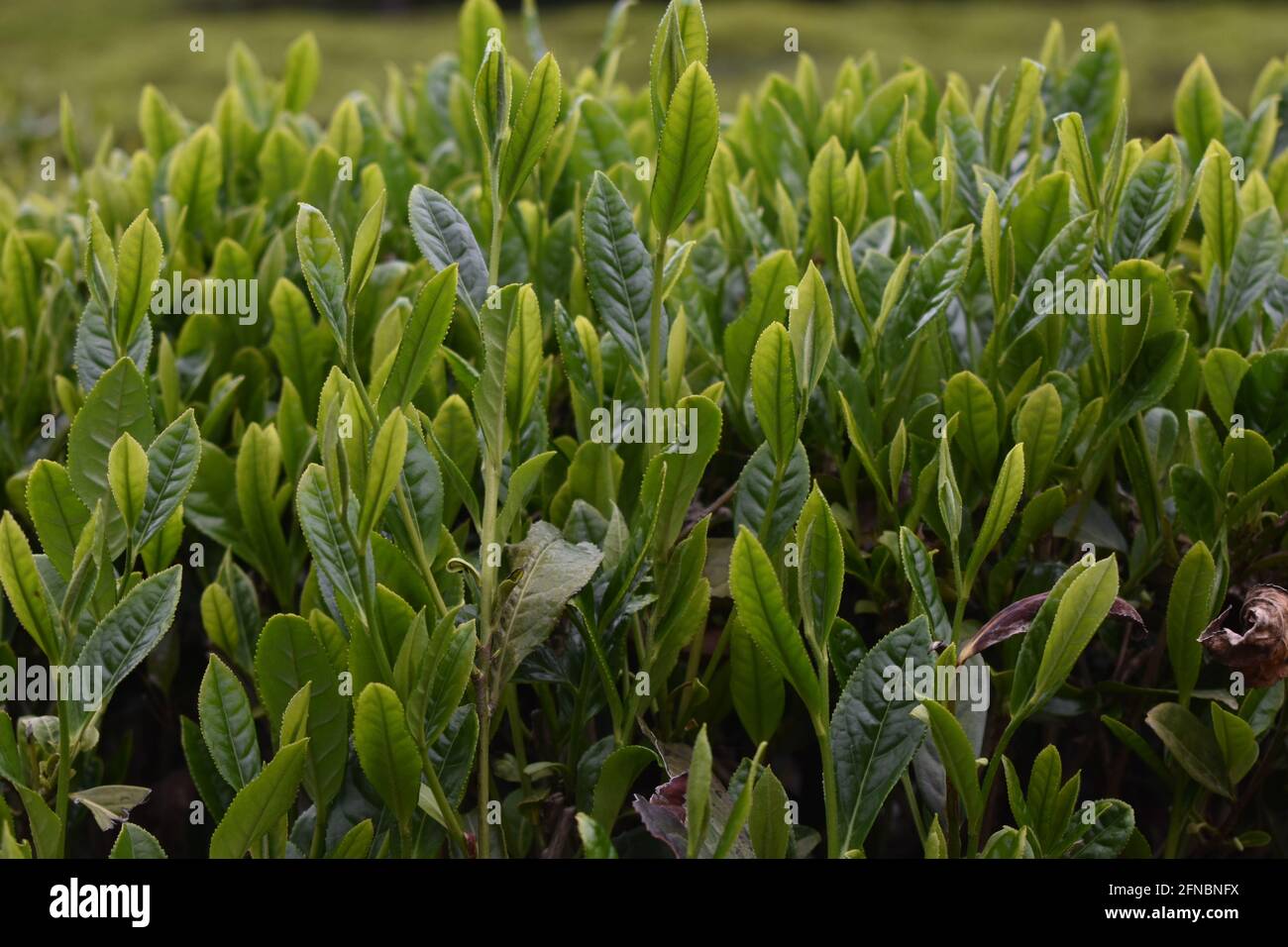 A natural view of young green tea leaves on a farm Stock Photo - Alamy