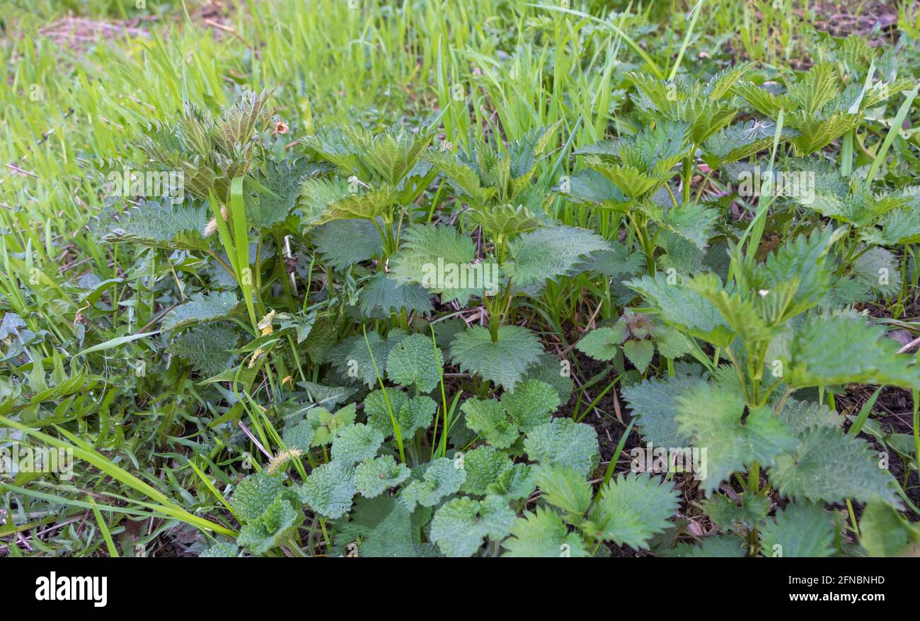 Nettle started in vegetation - Medicinal plant - Benefits of nettle ...