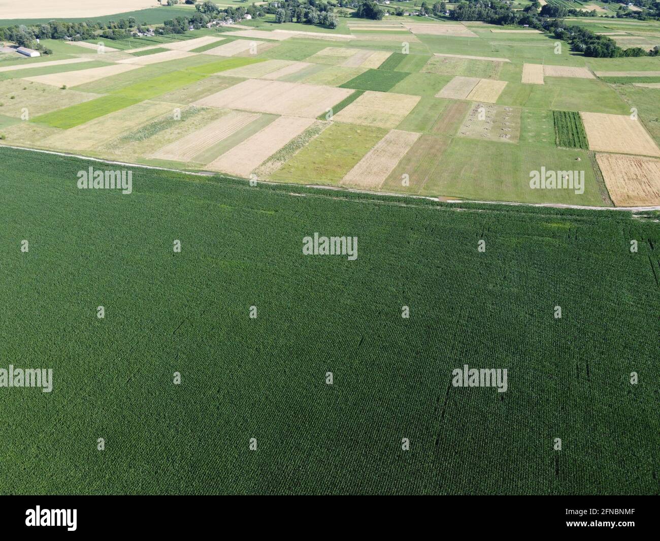 Farmfields from a bird's eye view. Crops of corn, landscape Stock Photo ...