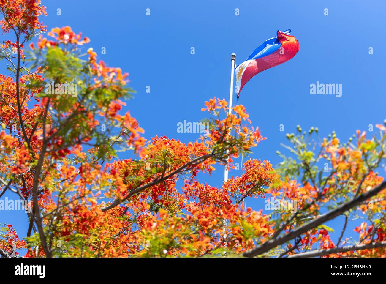 Philippines National flag with flower at Aguinaldo Shrine and Museum ...