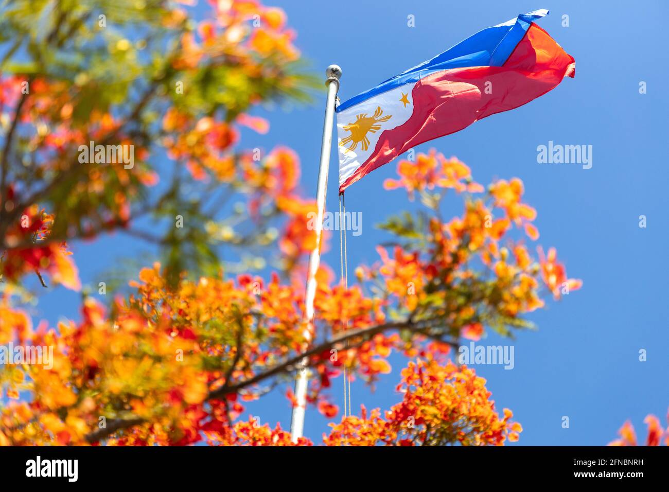 Philippines National flag with flower at Aguinaldo Shrine and Museum ...