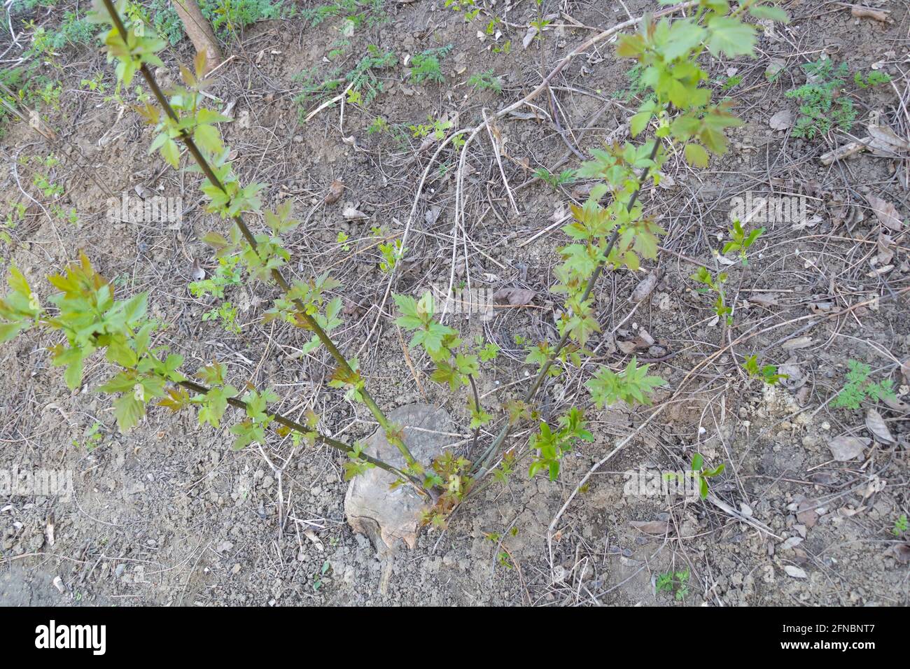 Maple tree that began to grow from the old roots of the stem Stock ...
