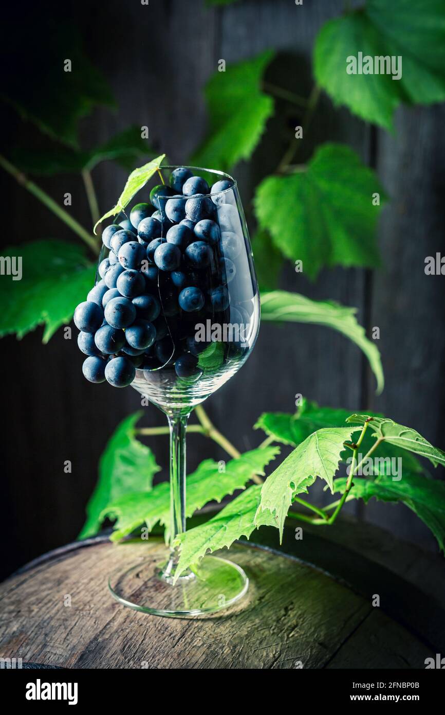 Dark grape in broken glass of wine. Concept for the wine industry Stock ...