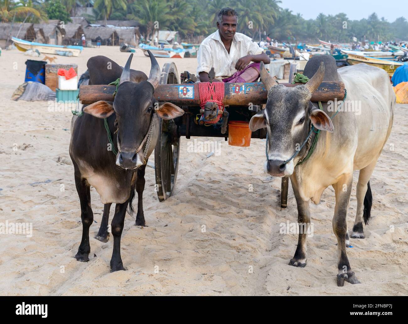Hikkaduwa, Sri Lanka - February 8, 2016: Zebu bull cart Portrait ...