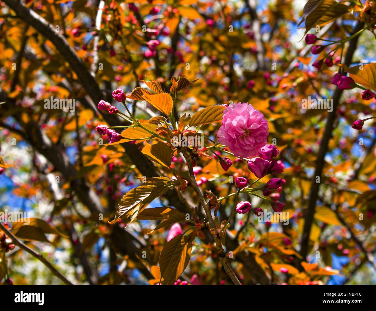 Sakura flowers during the spring rain. Drops of water are visible on ...