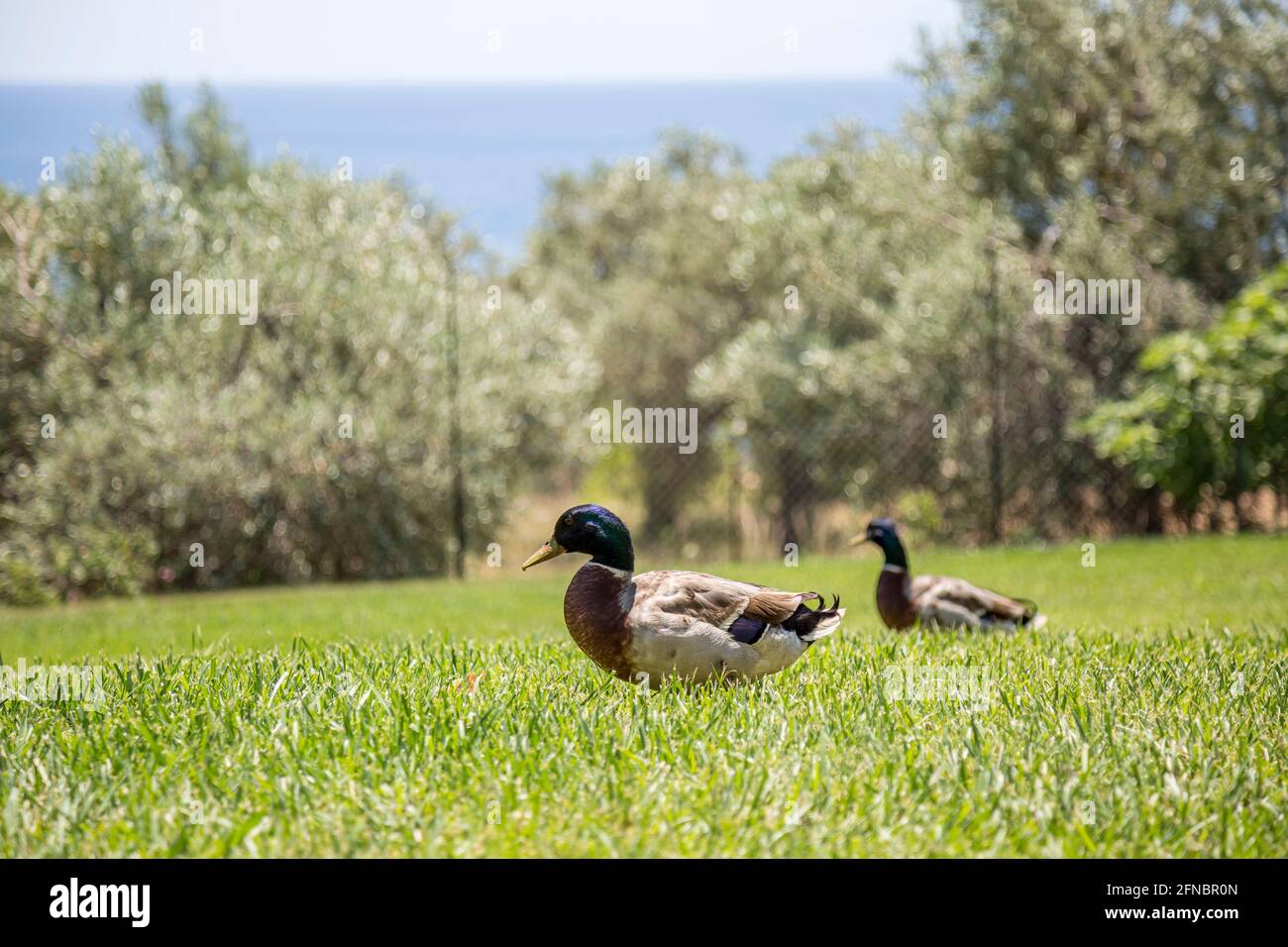 Male and female mallard sitting hi-res stock photography and images - Alamy