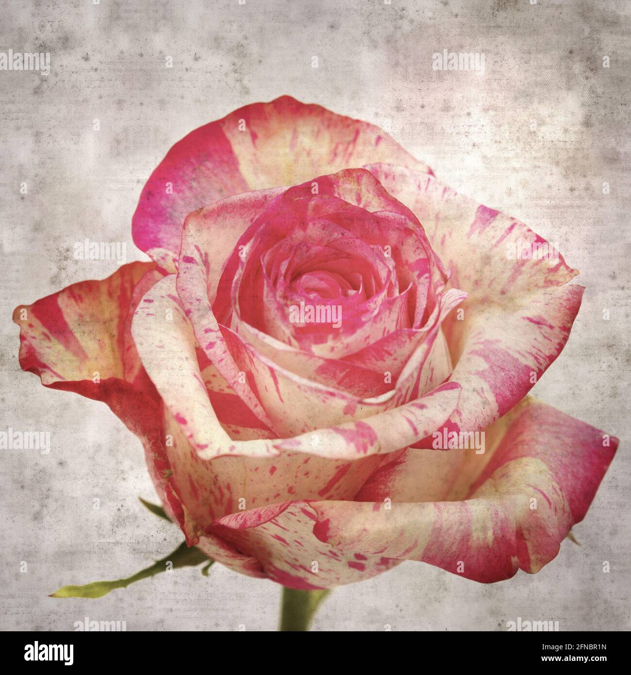 stylish textured old paper square background with mottled pink and ...