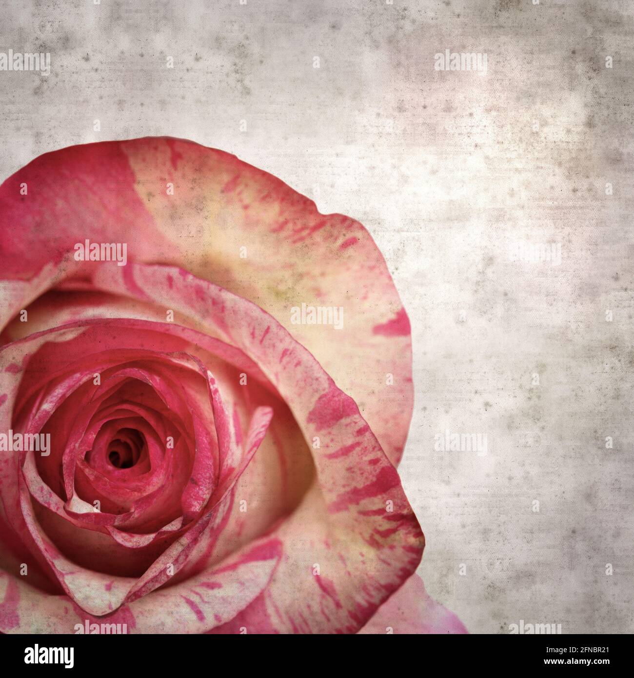 stylish textured old paper square background with mottled pink and ...