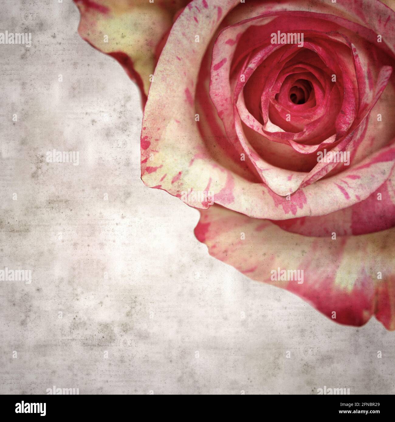 stylish textured old paper square background with mottled pink and ...