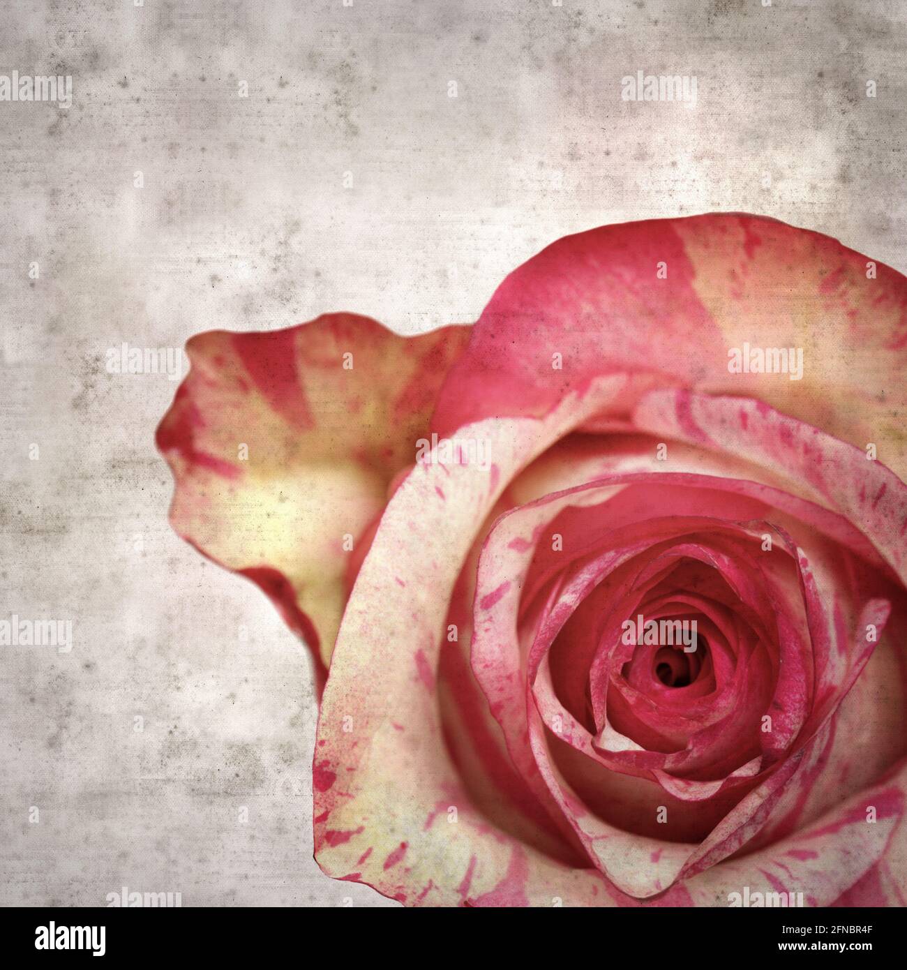 stylish textured old paper square background with mottled pink and ...