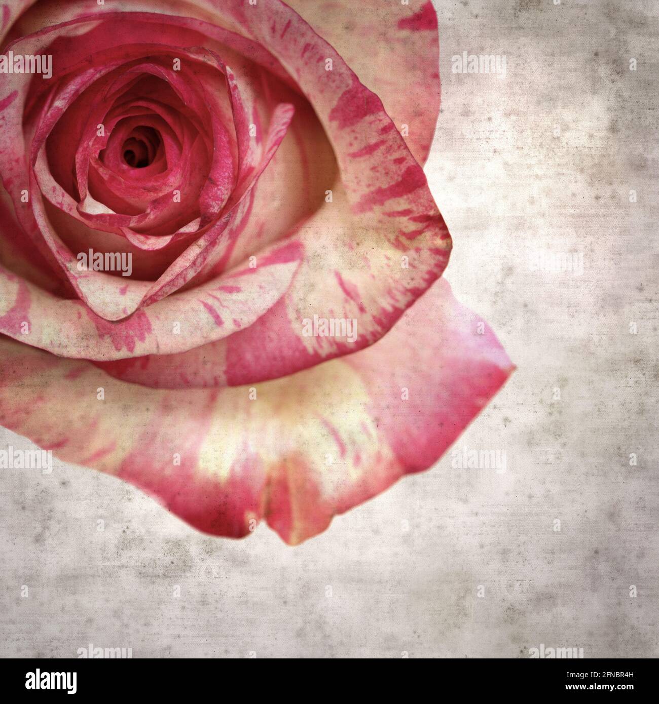 stylish textured old paper square background with mottled pink and ...