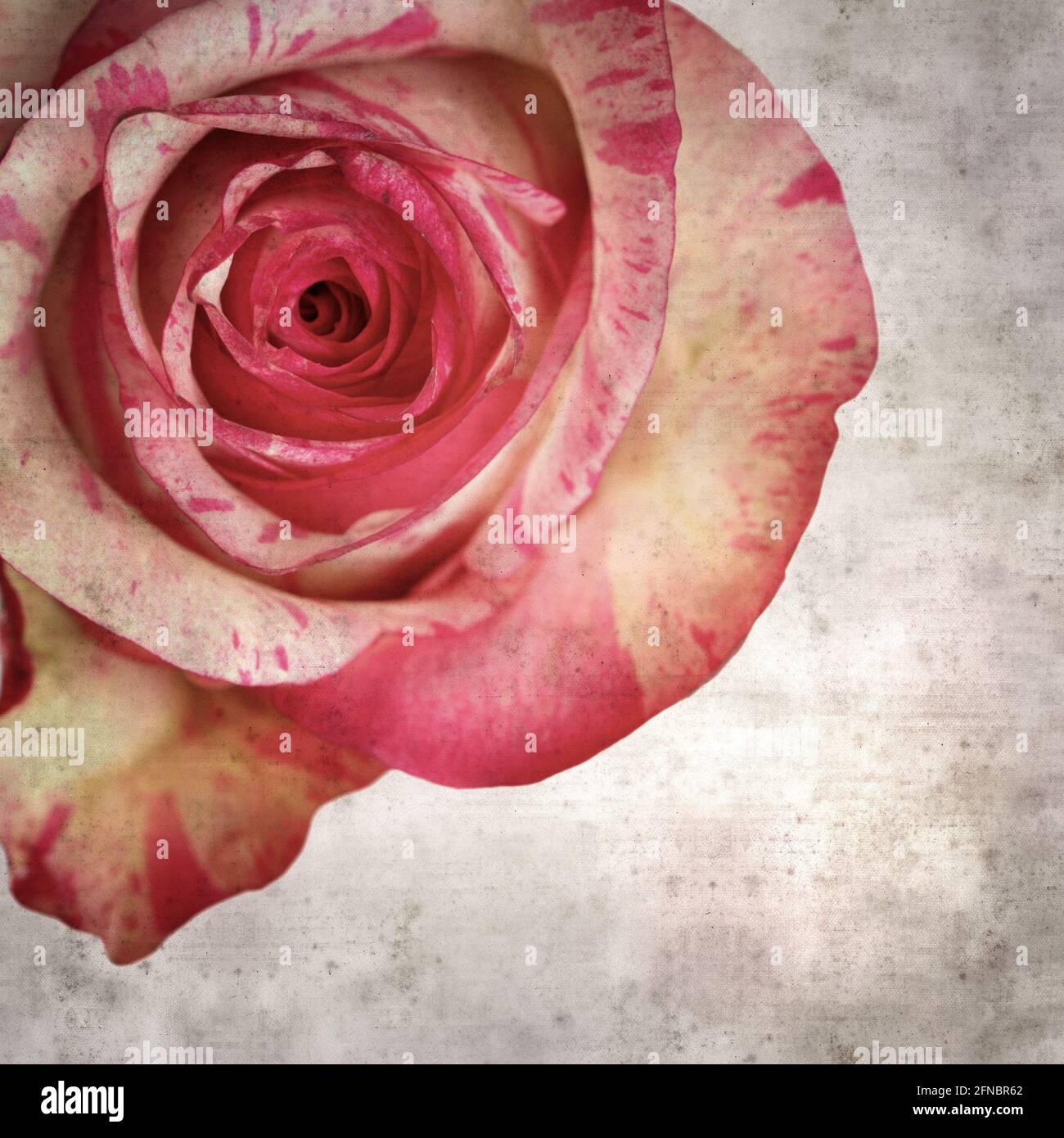 stylish textured old paper square background with mottled pink and ...