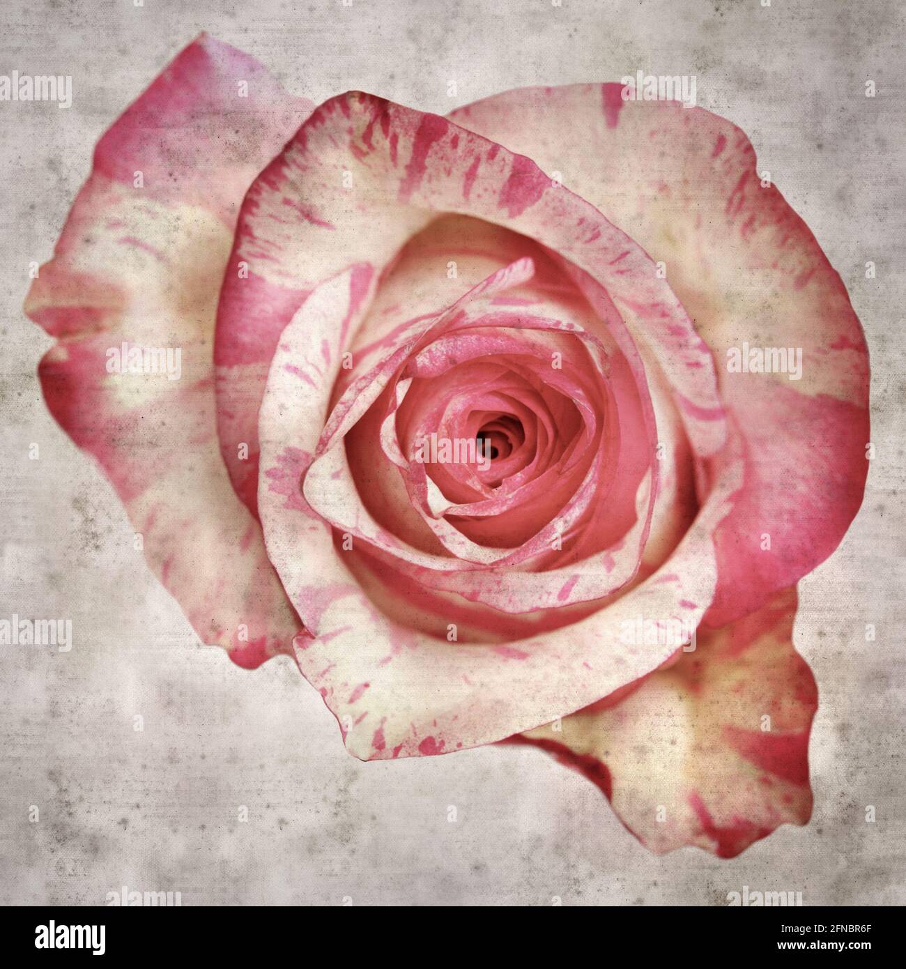 stylish textured old paper square background with mottled pink and ...