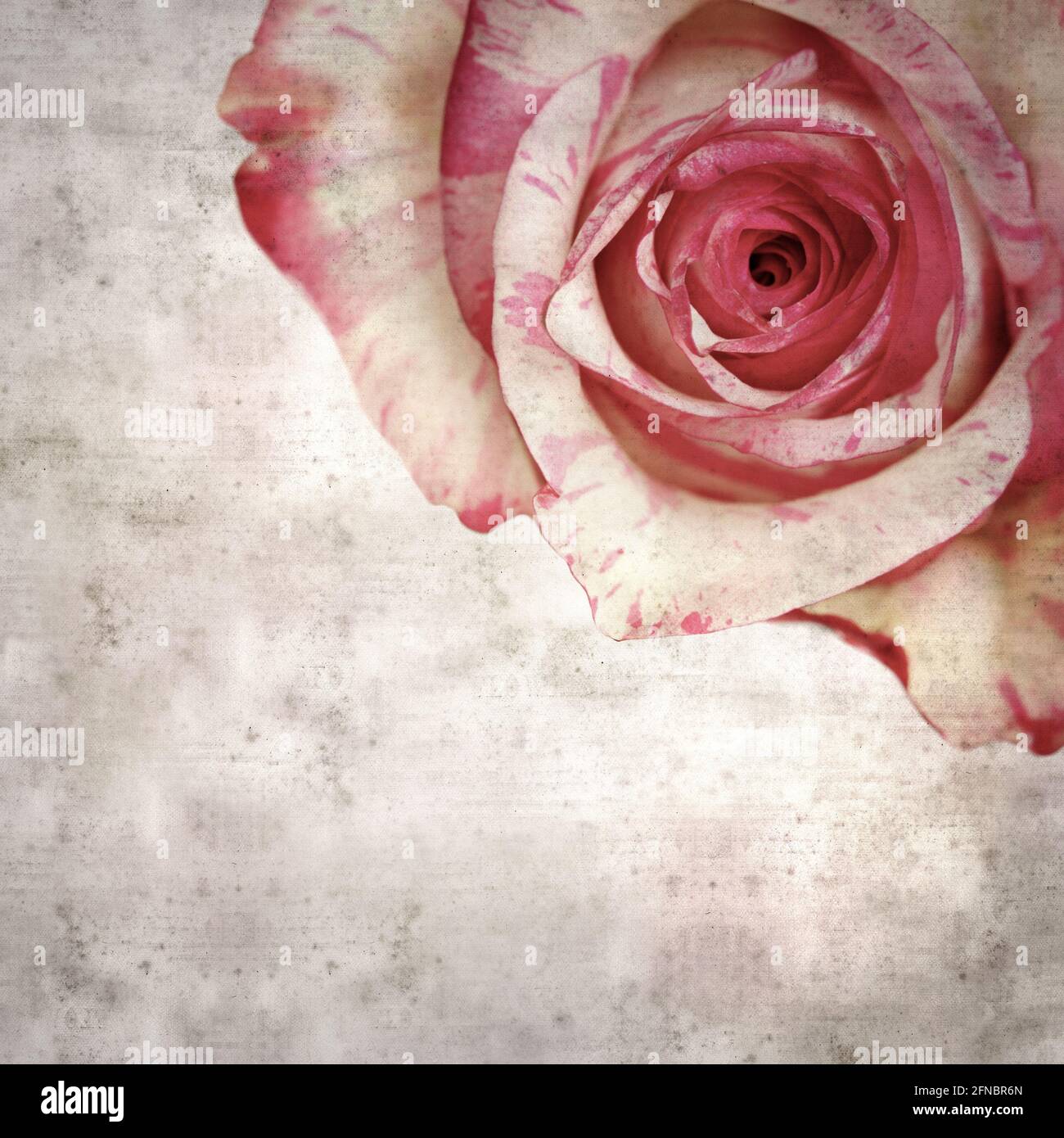stylish textured old paper square background with mottled pink and ...