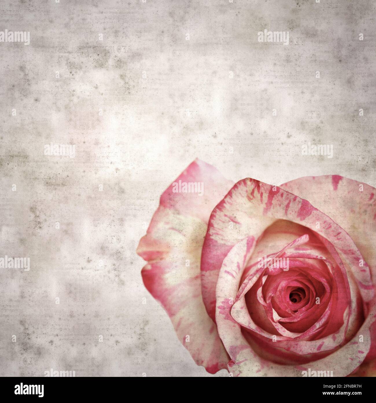 stylish textured old paper square background with mottled pink and ...