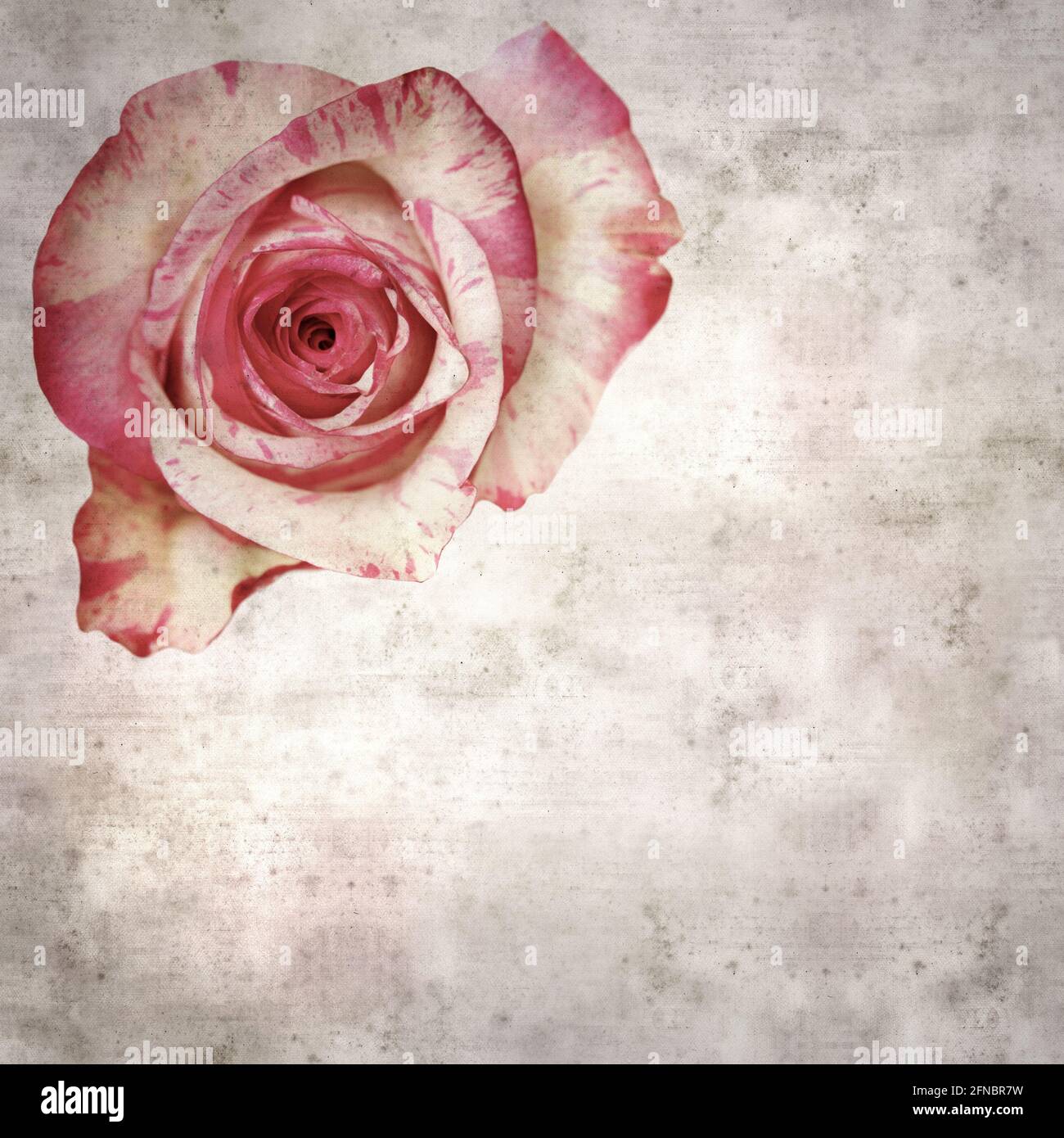 stylish textured old paper square background with mottled pink and ...