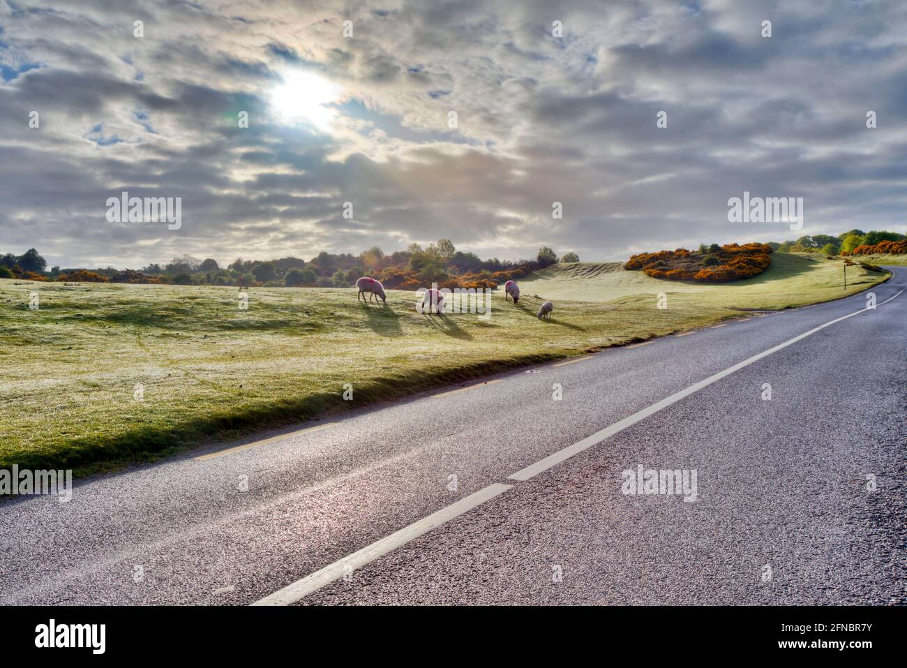 Sheep graze close through a road that passes through the Curragh Plains ...